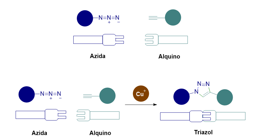 Química Click: la química que imita a la naturaleza – Foro Química y ...