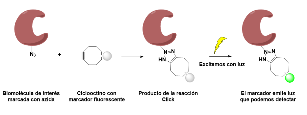Química Click: la química que imita a la naturaleza – Foro Química y ...